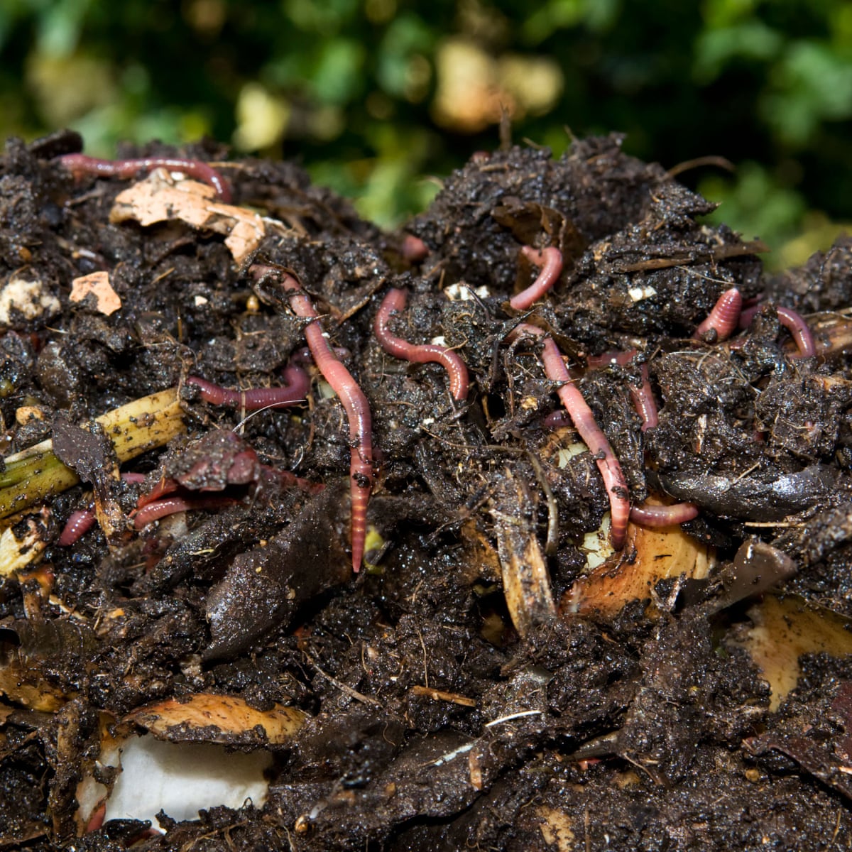 Sobre Nós :: O Minhocário