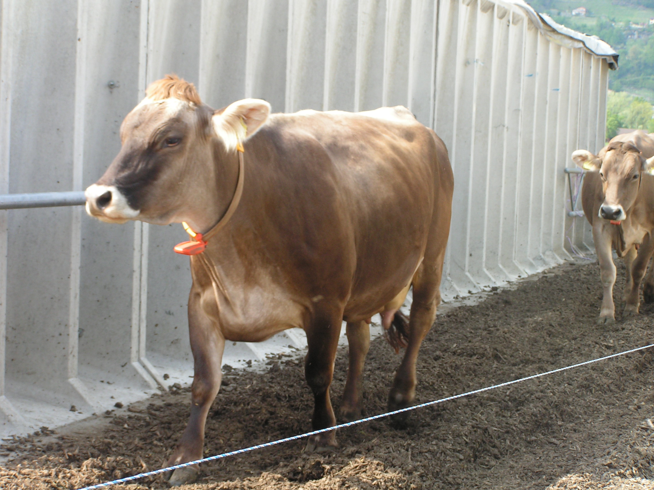La mucca :: FATTORIA PONZIO