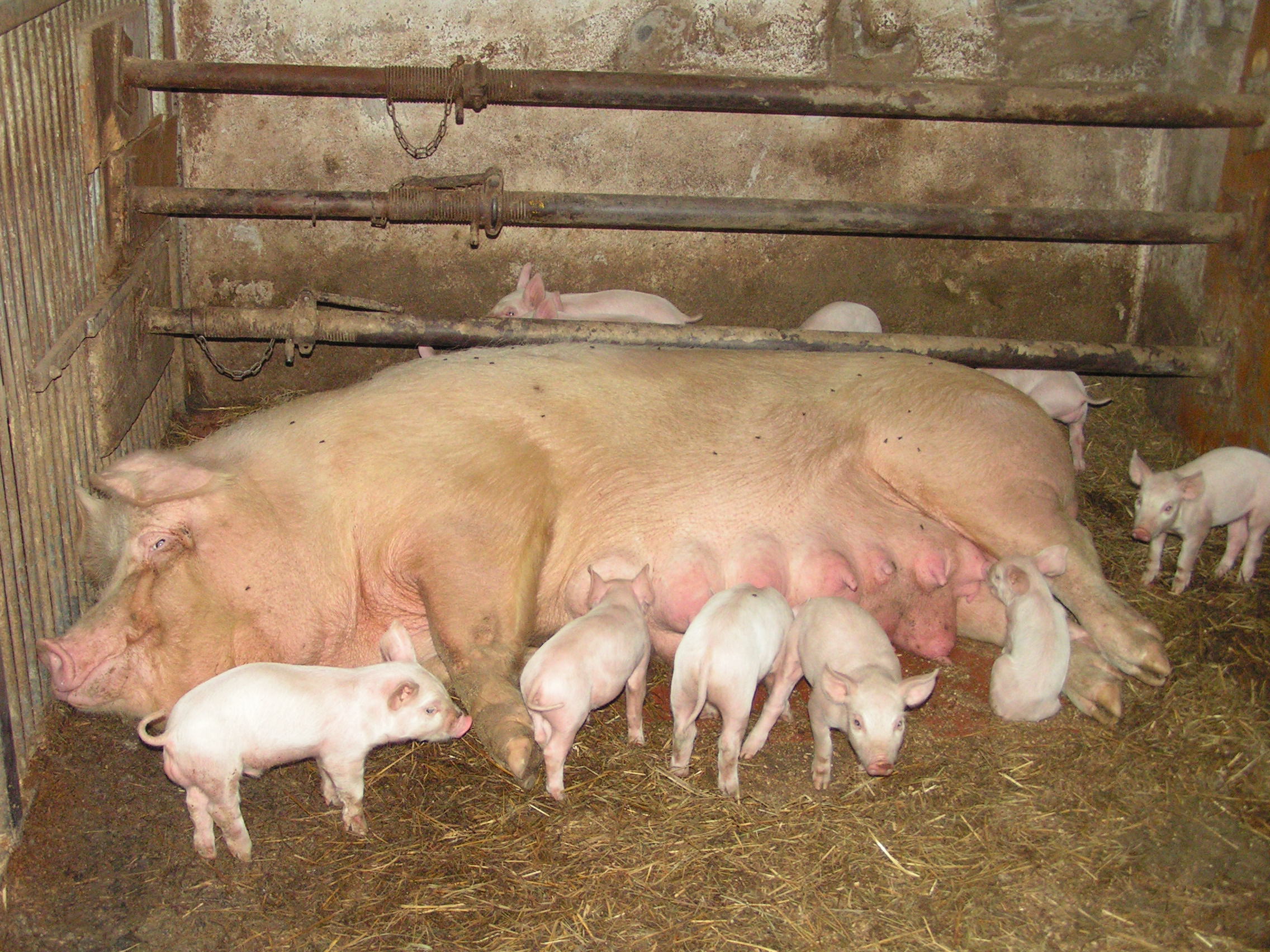 Il maiale :: FATTORIA PONZIO