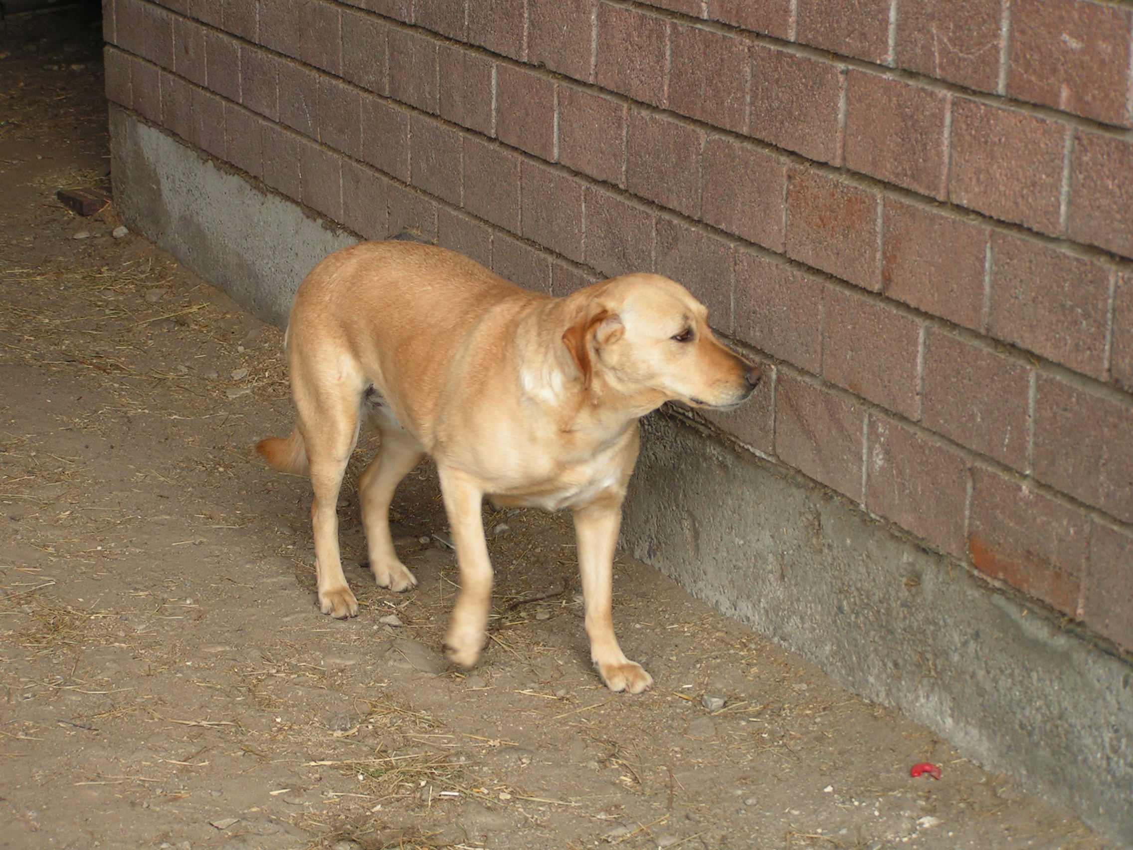 Il cane :: FATTORIA PONZIO