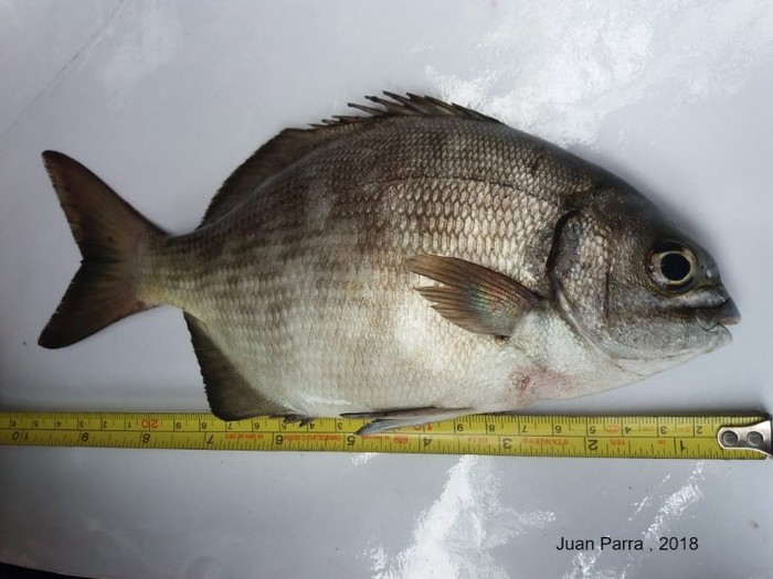 Diapterus peruvianus :: Juanchaco-ladrilleros