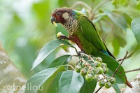 Papoušek pyrura | Pyrrhura | Green cheek conure