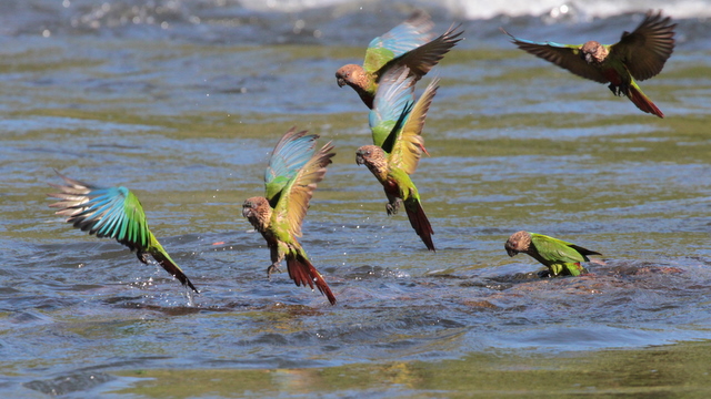 Papoušek pyrura | Pyrrhura | Green cheek conure
