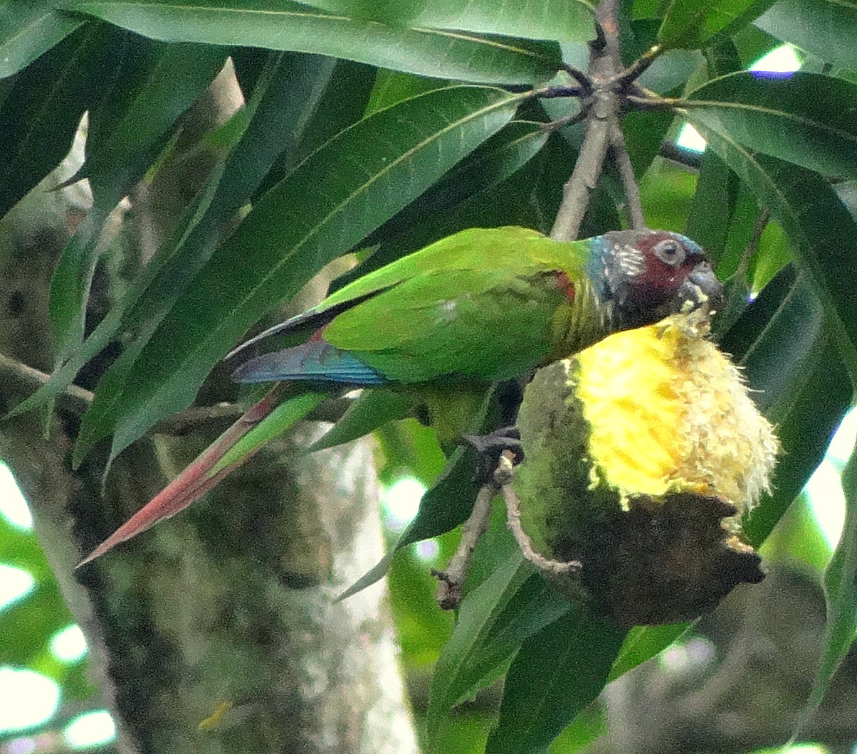 Papoušek pyrura | Pyrrhura | Green cheek conure