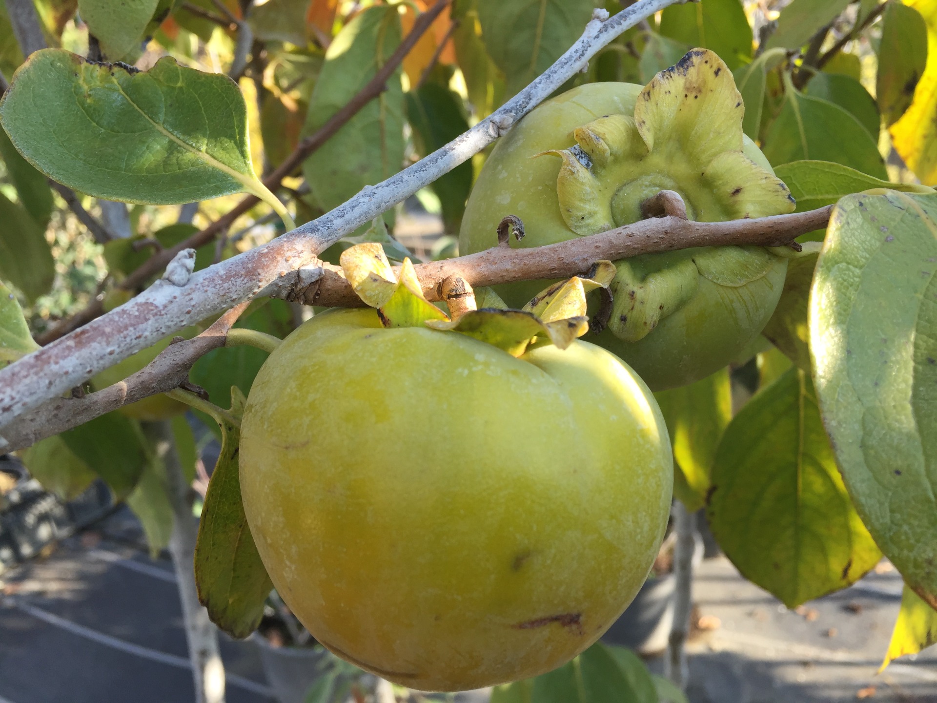 Datolyaszilva Diospyros kaki :: Larixfaiskola