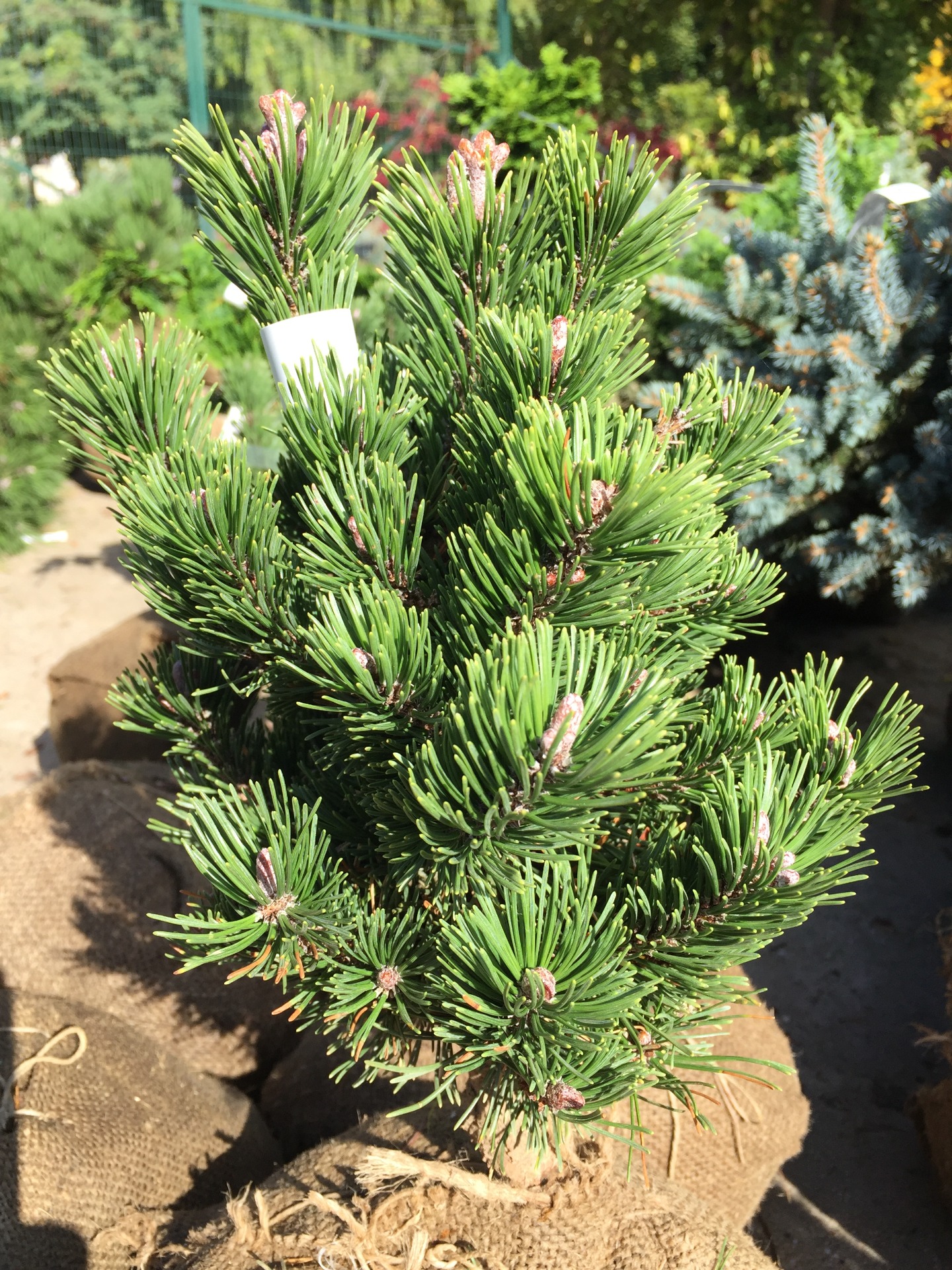 Törpefenyő (Pinus mugo 'Laurin') :: Larixfaiskola