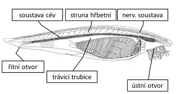 Strunatci :: Prirodak-7