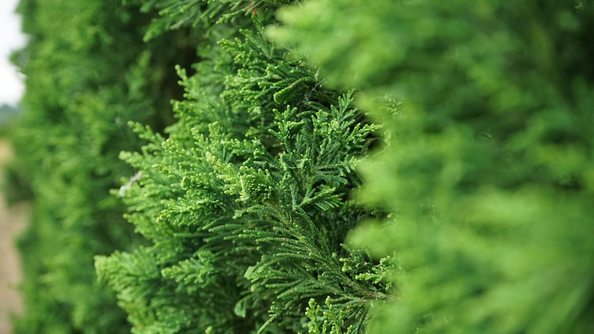 Kerstgroen :: nobigroen