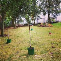 Jak správně založit ovocný mini sad? :: bydlime-na-zahrade