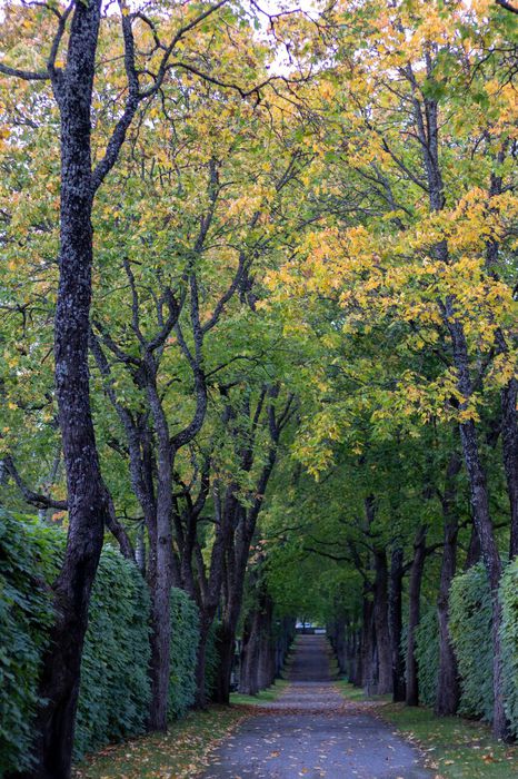 Psykoterapia :: Satu-rantanen