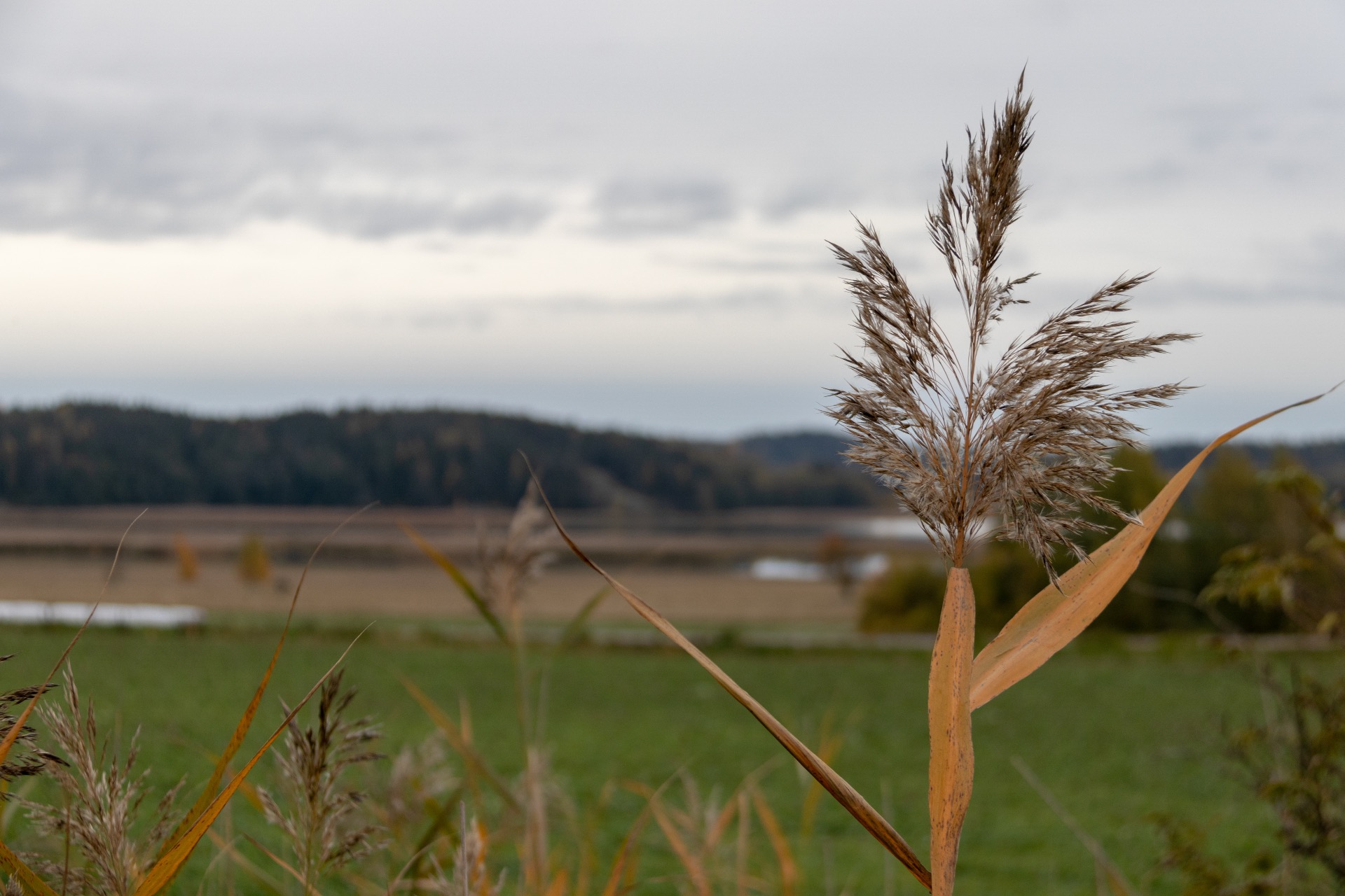 Minusta :: Satu-rantanen