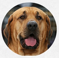 Dánská doga Broholmer :: Kmdpp-eu