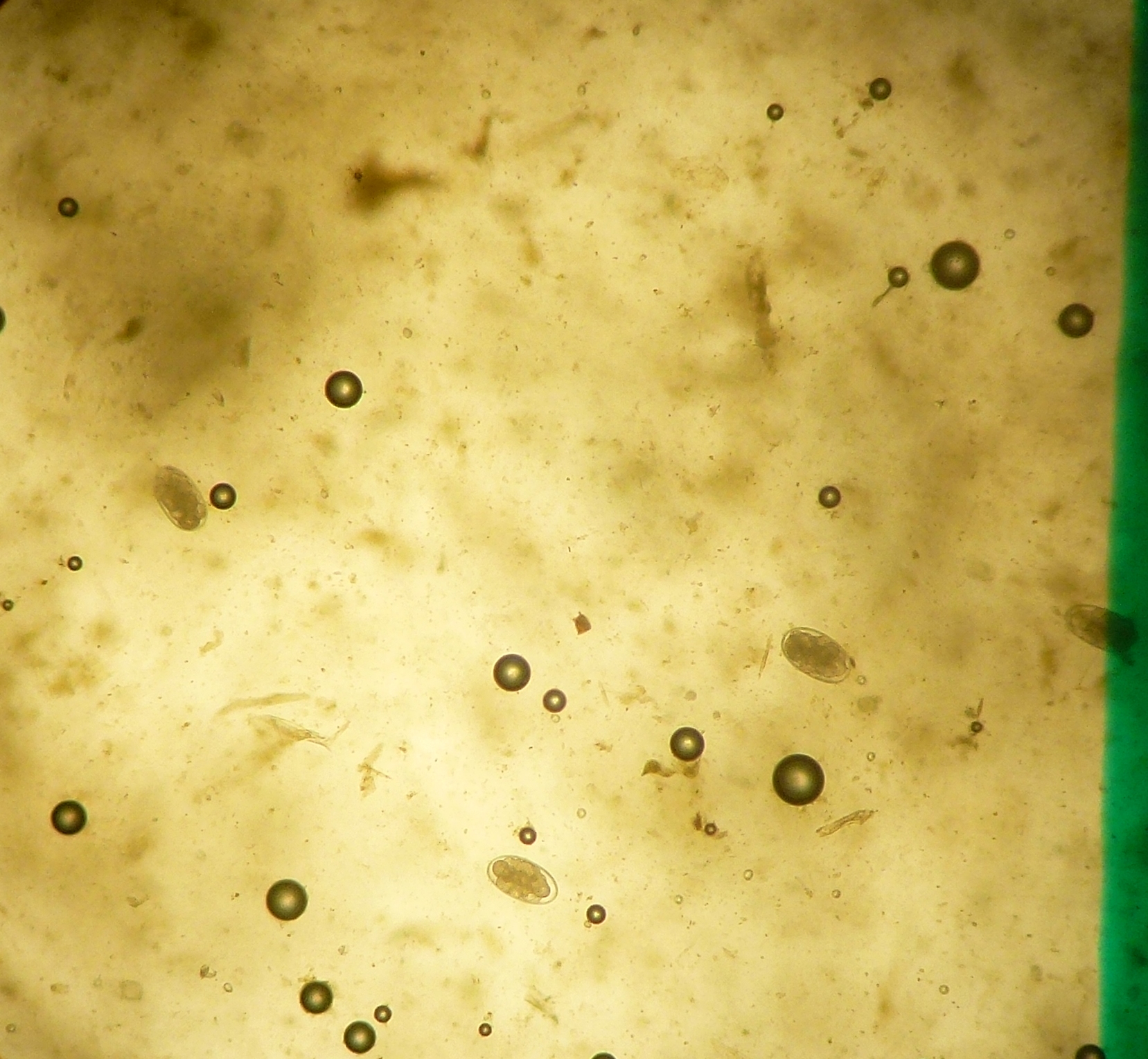 Madotus | Hevonen | Eläinlääkäri | Kiikoinen