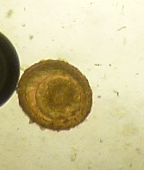 Madotus | Hevonen | Eläinlääkäri | Kiikoinen