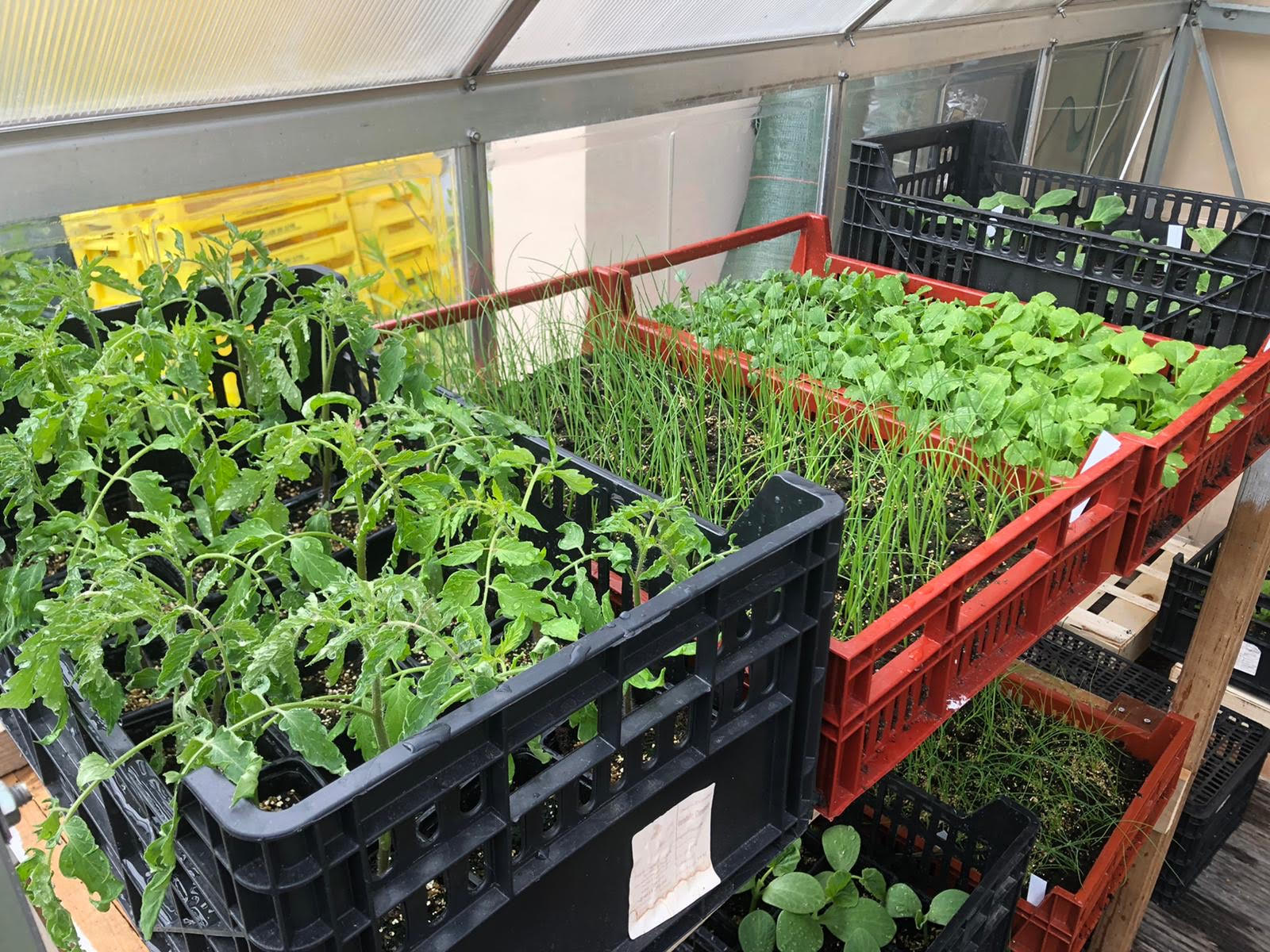 Notre ferme maraîchère bio à Thairé d'Aunis, dans l'agglomération de La ...