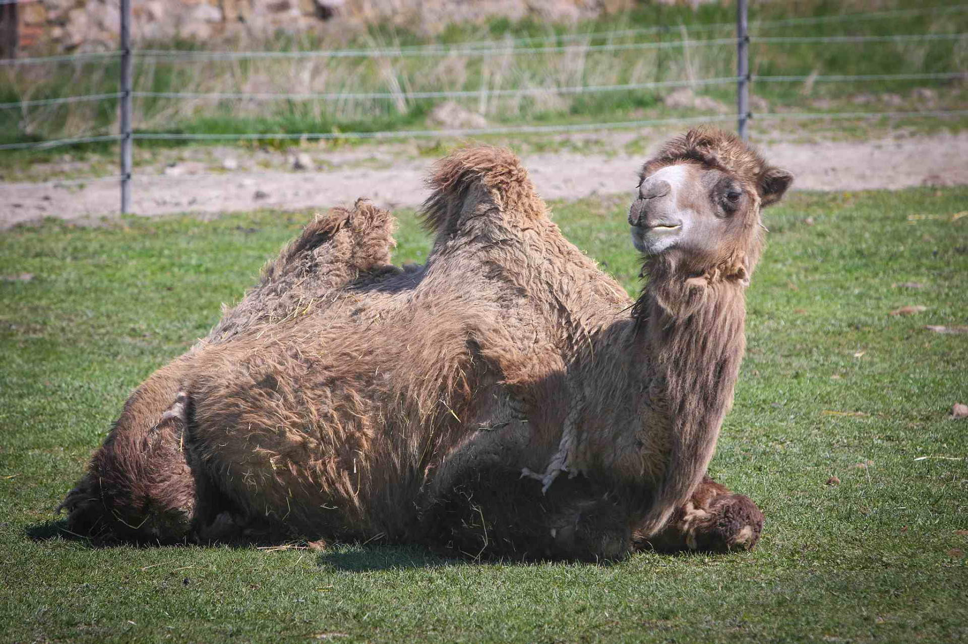 Velbloud dvouhrbý Merlin