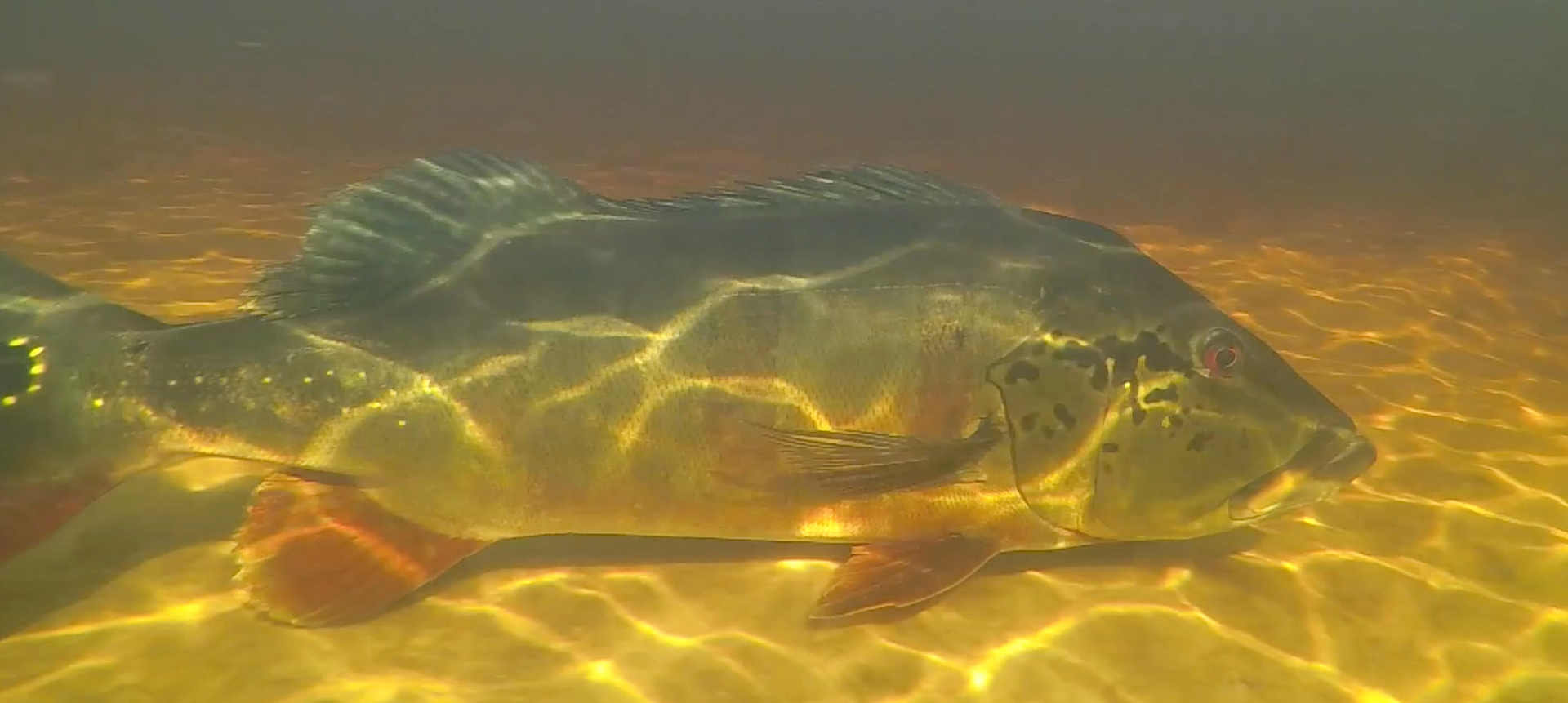 Tucunaré :: TC Fishing