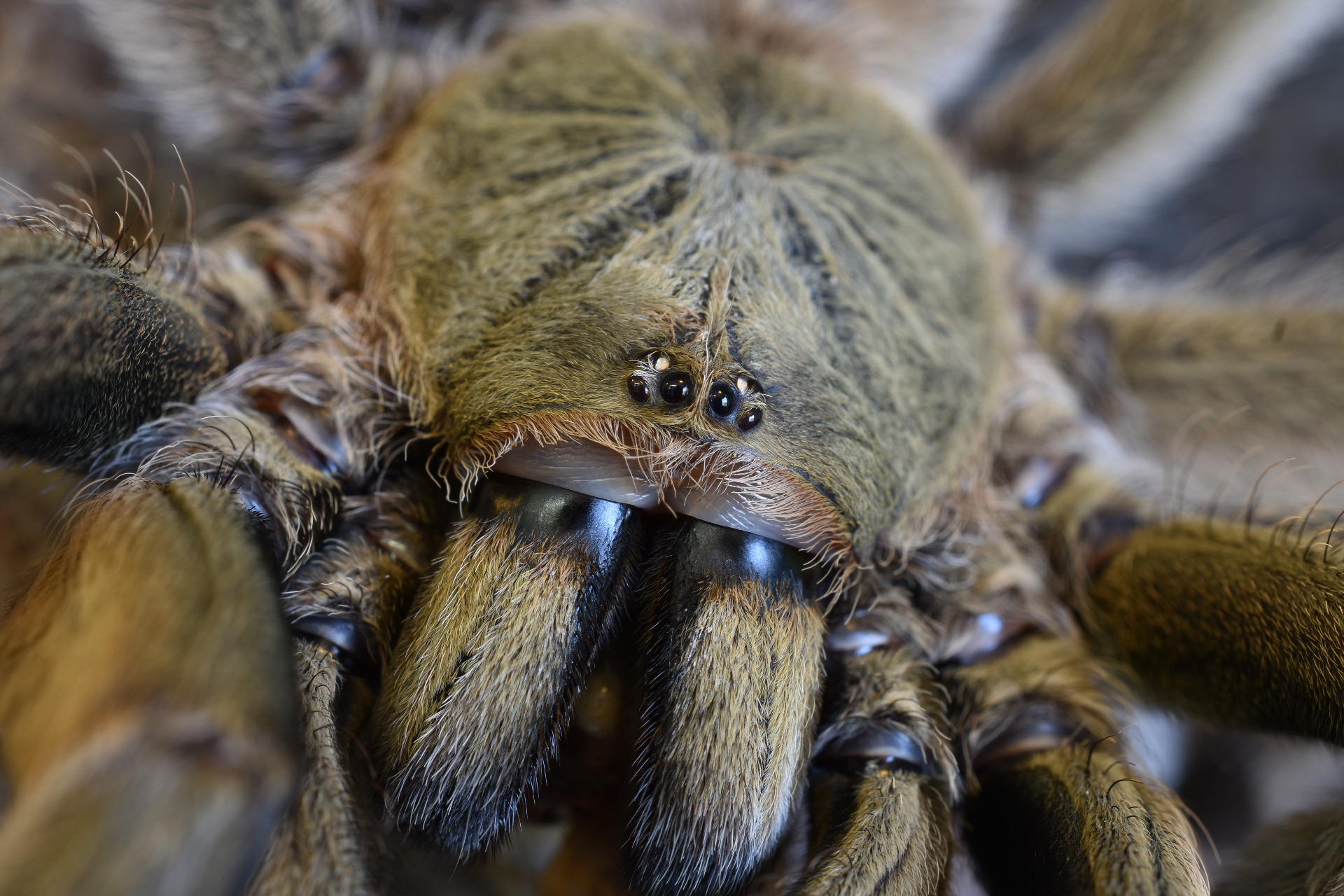 Psalmopoeus emeraldus