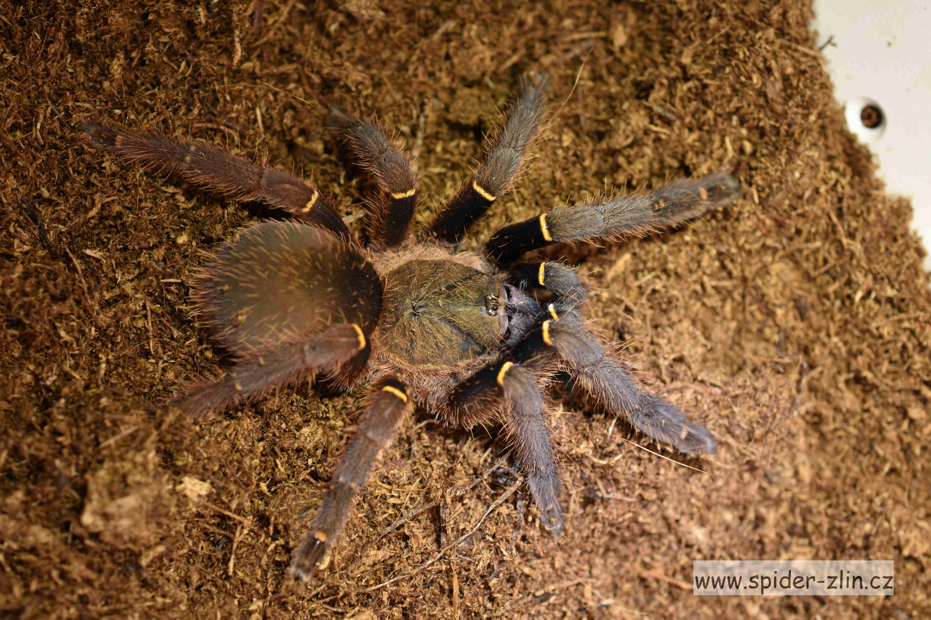Ephebopus cyanognathus