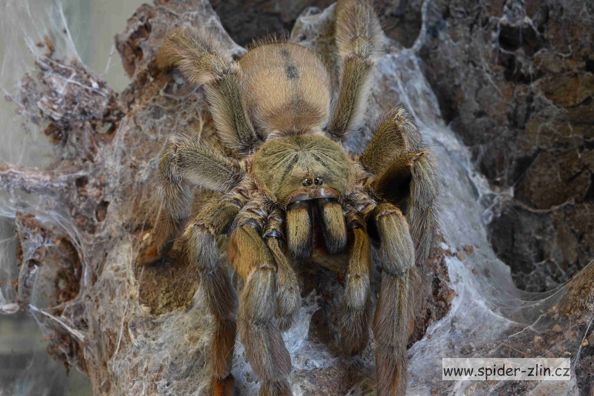 Psalmopoeus cambridgei