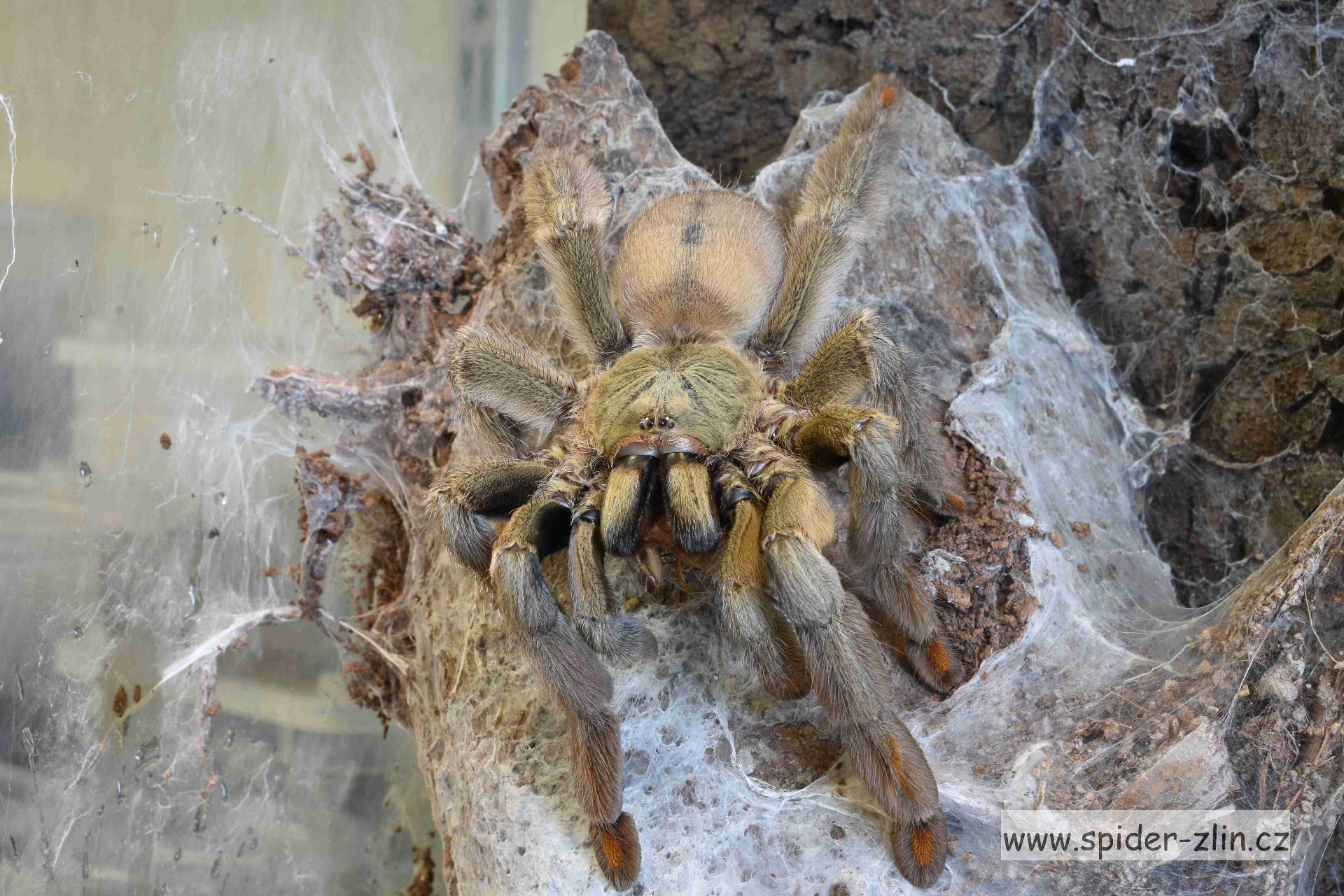 Psalmopoeus cambridgei