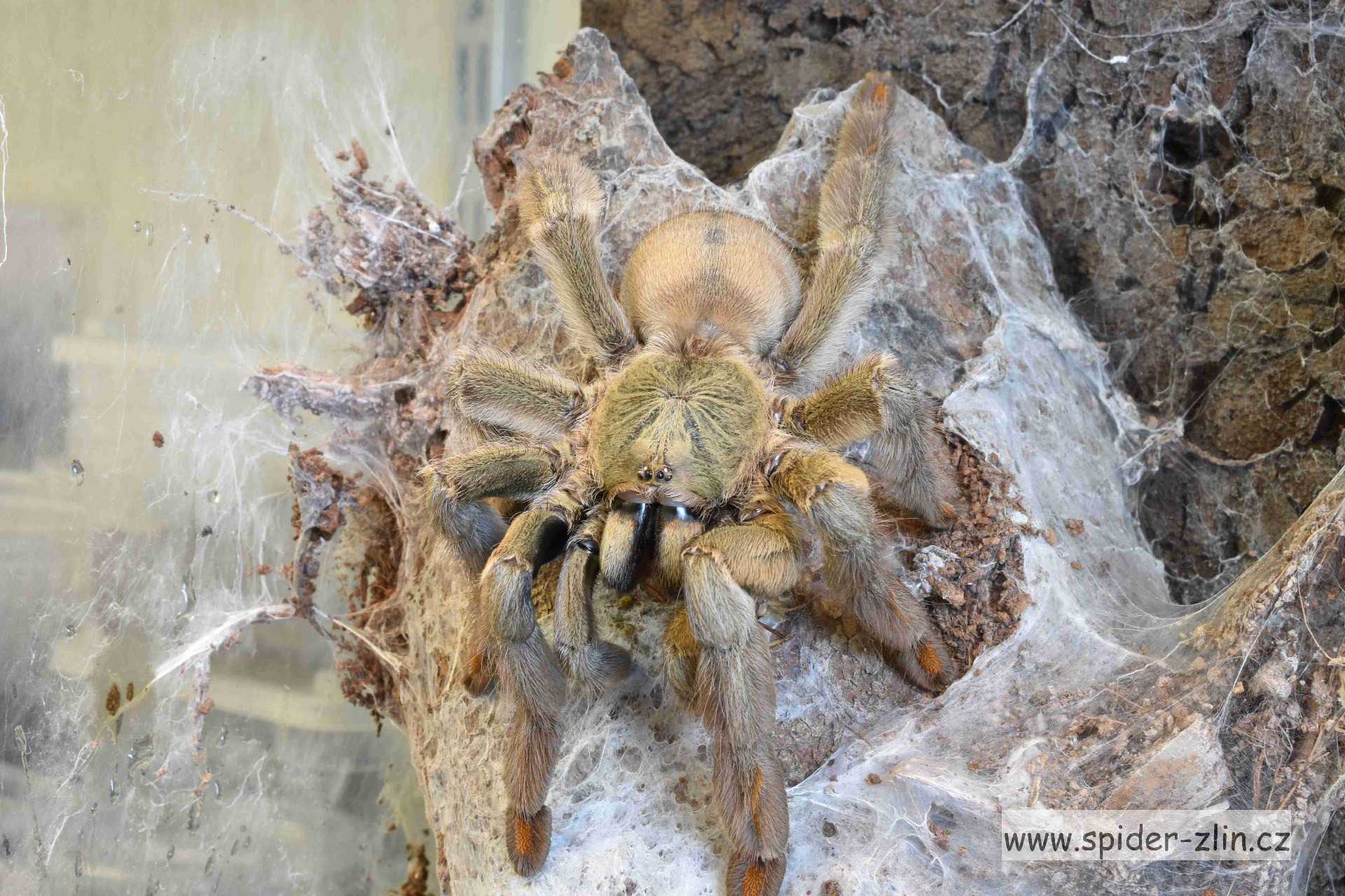 Psalmopoeus cambridgei