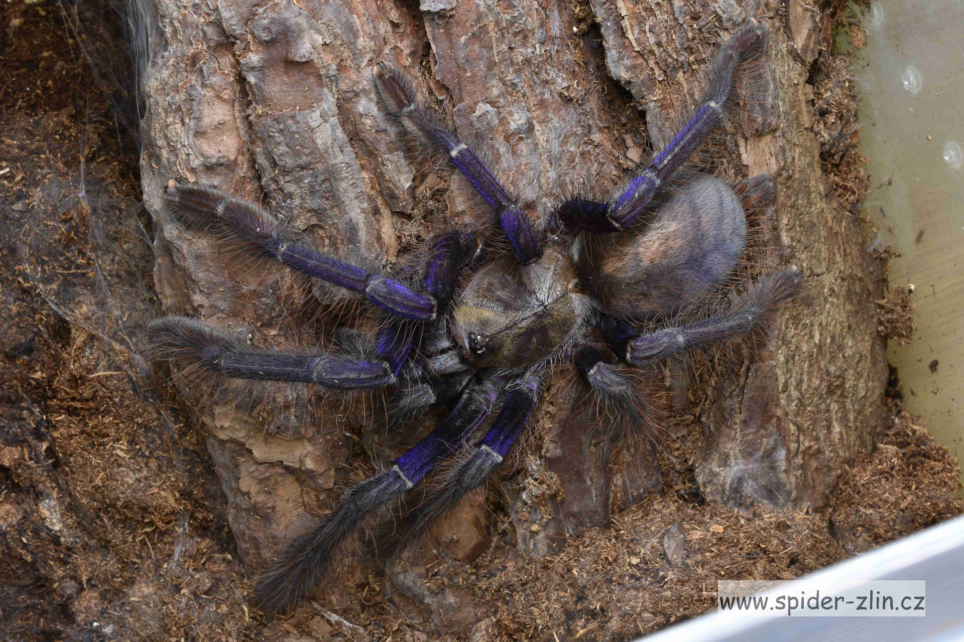 Omothymus violaceopes