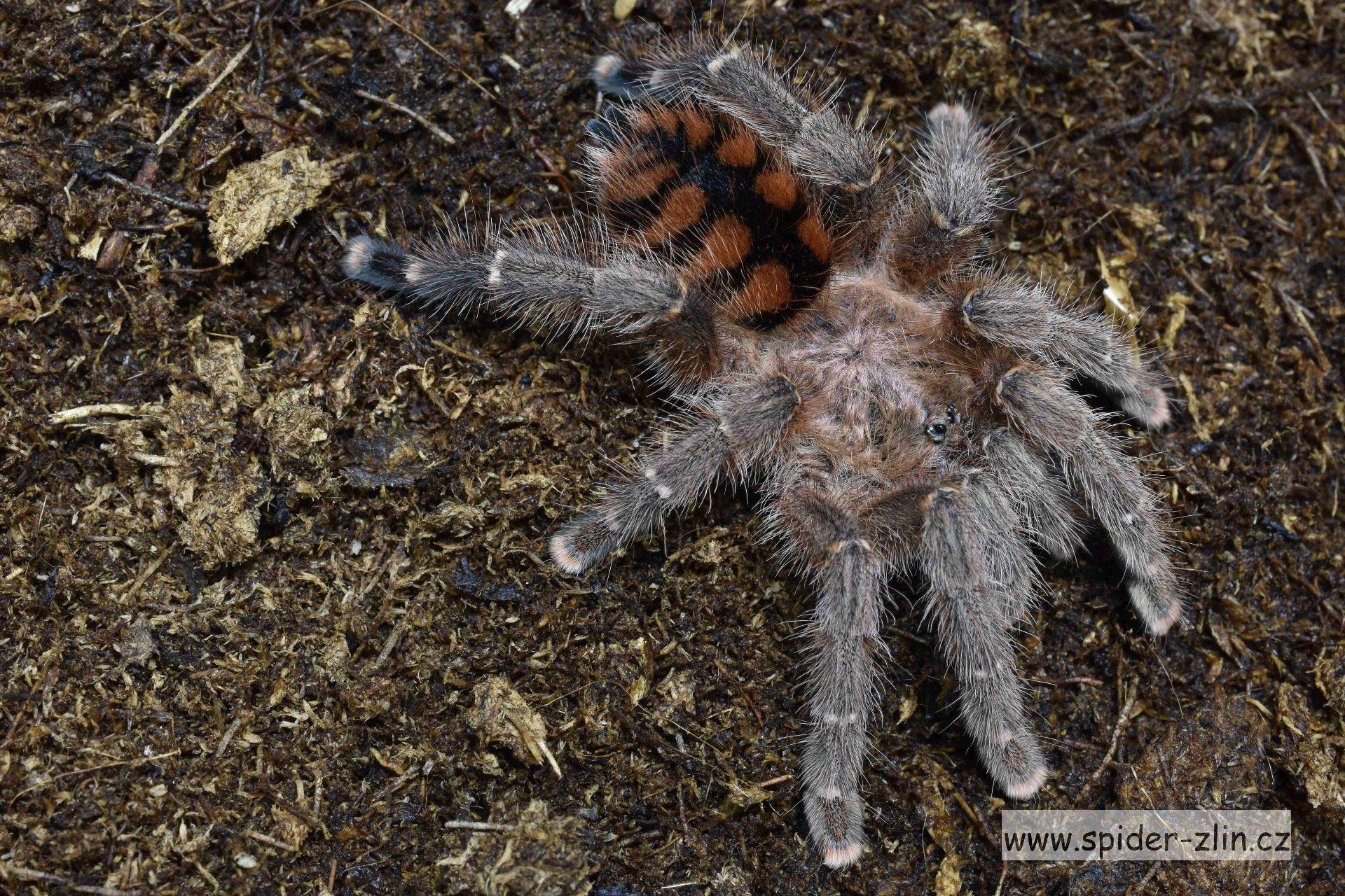 Avicularia minatrix