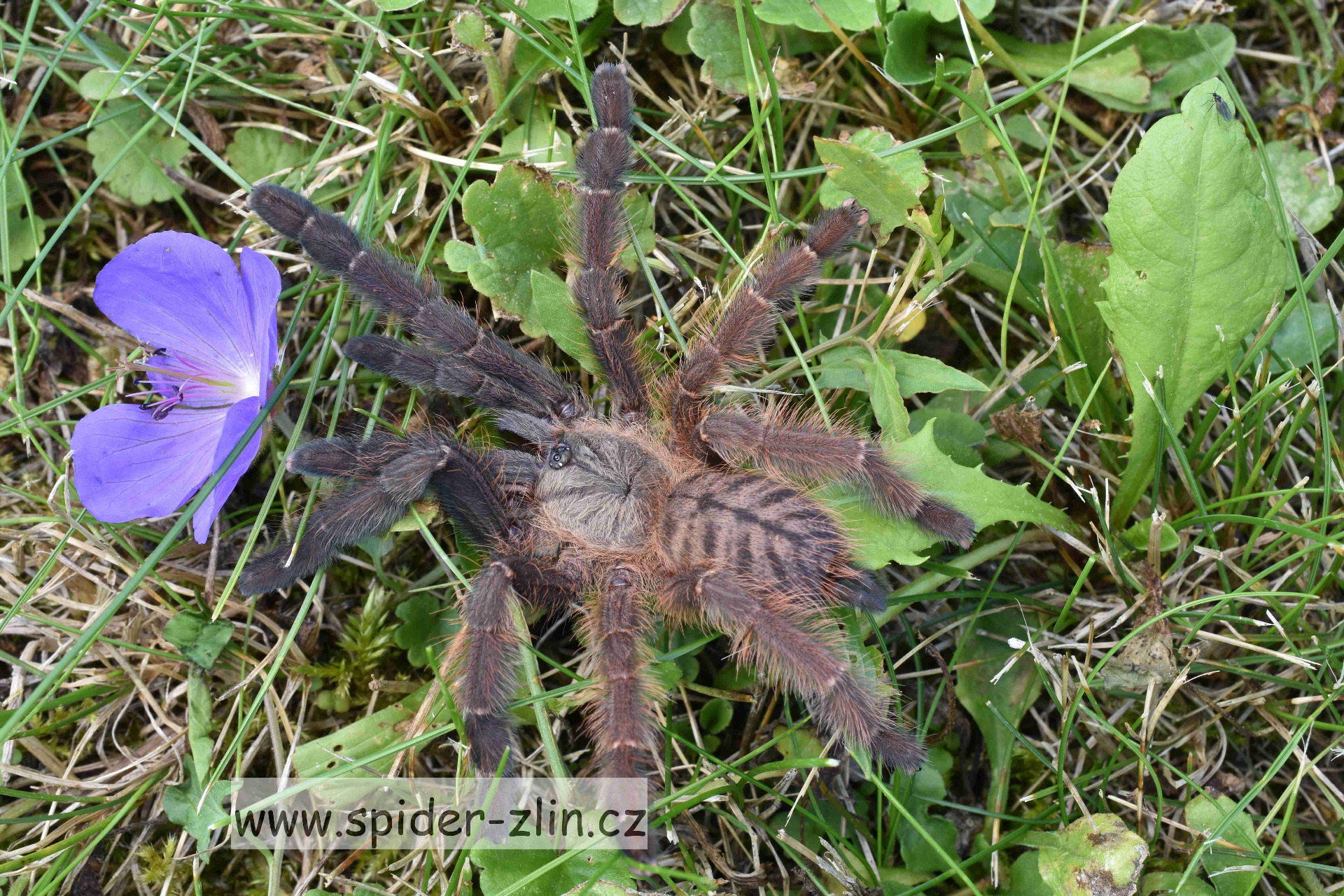 Phormingochilus everetti