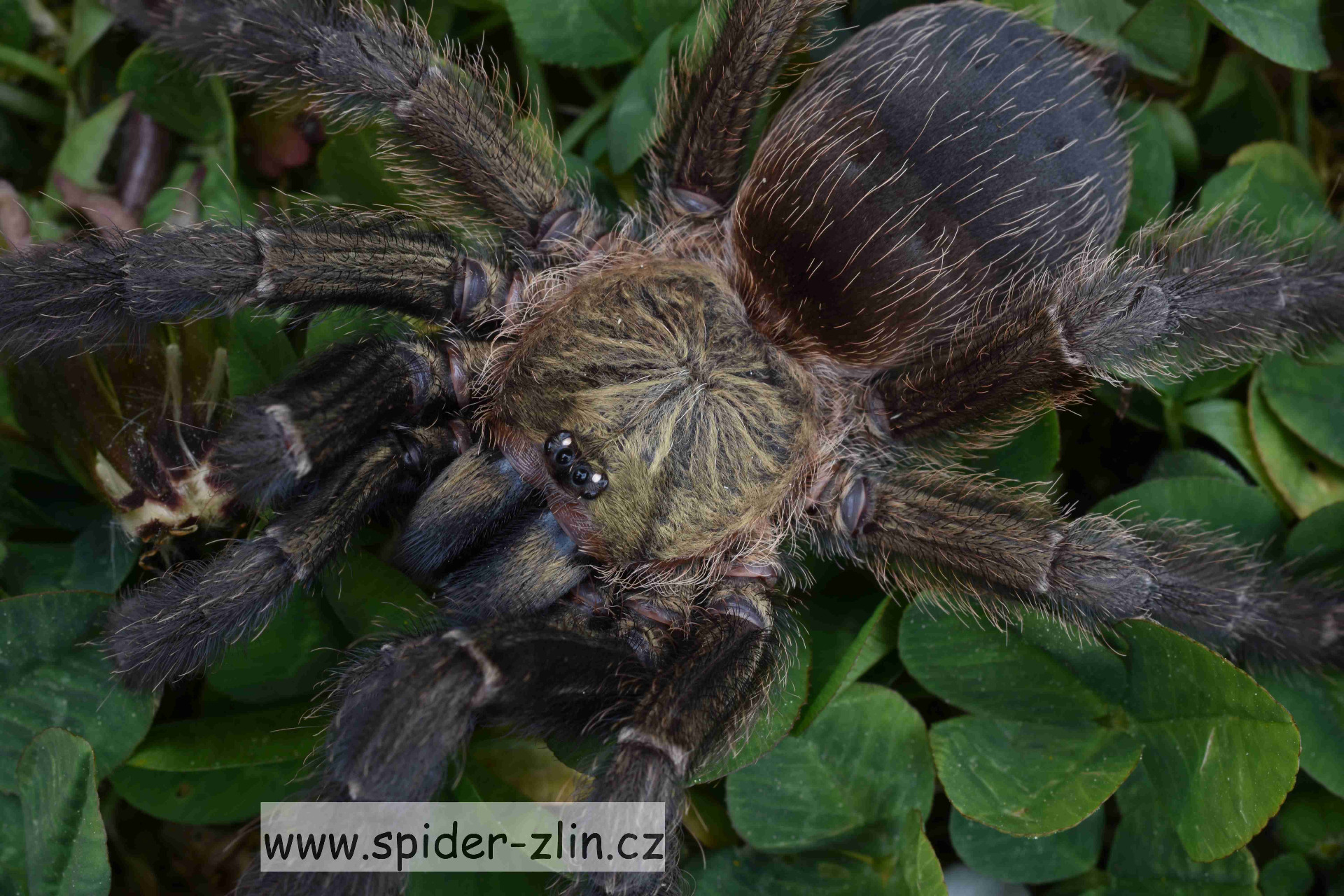 Psalmopoeus reduncus