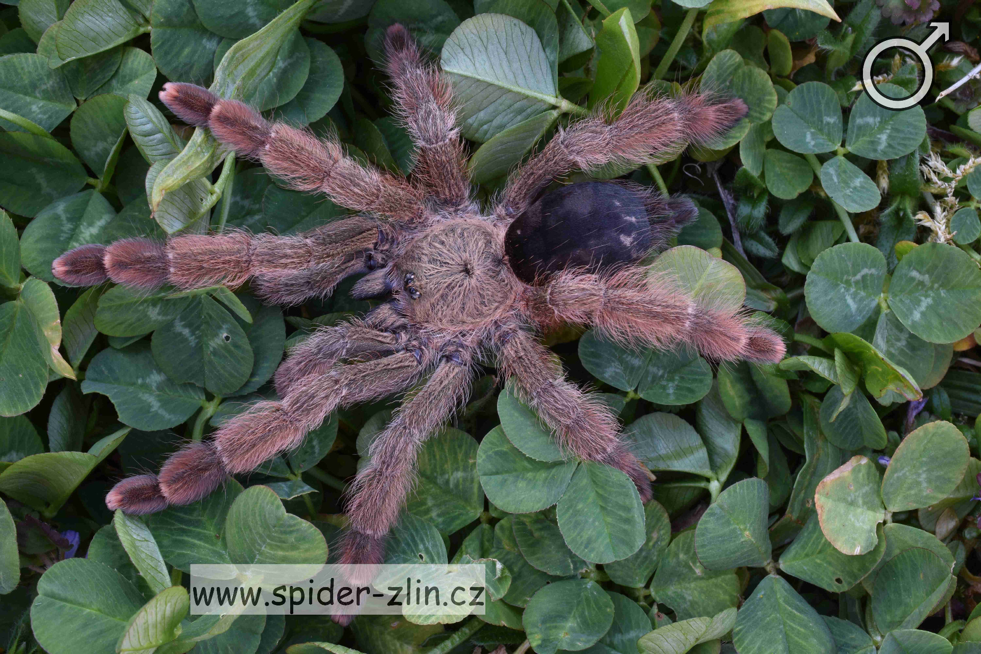 Psalmopoeus emeraldus