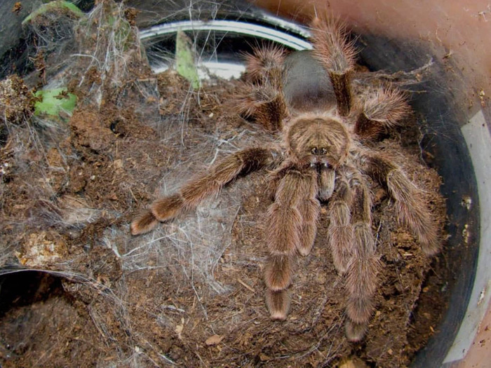 Psalmopoeus emeraldus