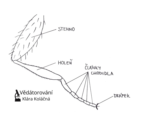 Noha hmyzu :: vědátorování