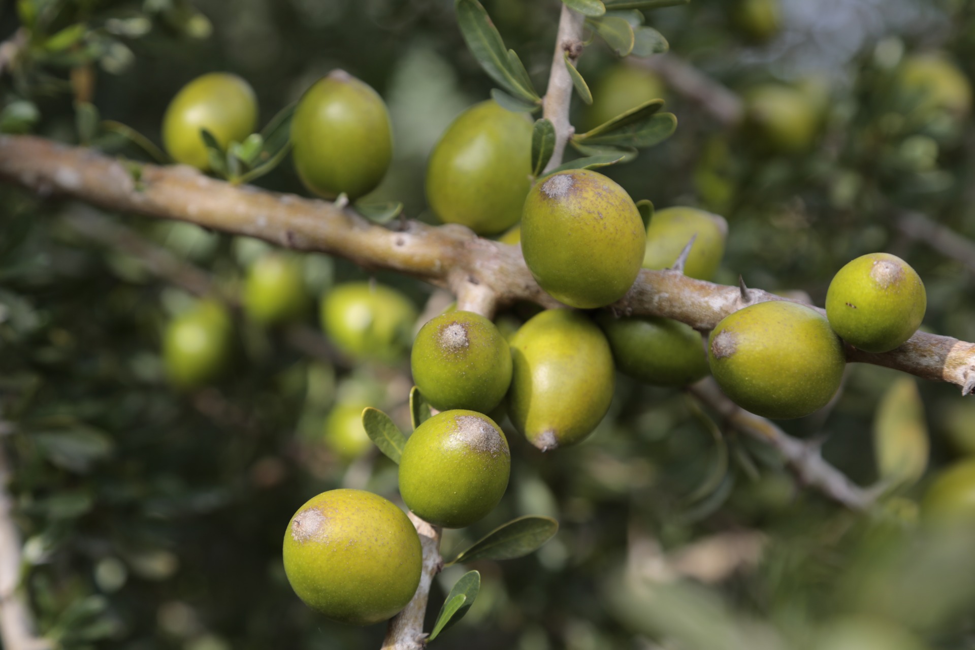 PURCHASE OF ARGAN TREES - Argania Spinosa plant.