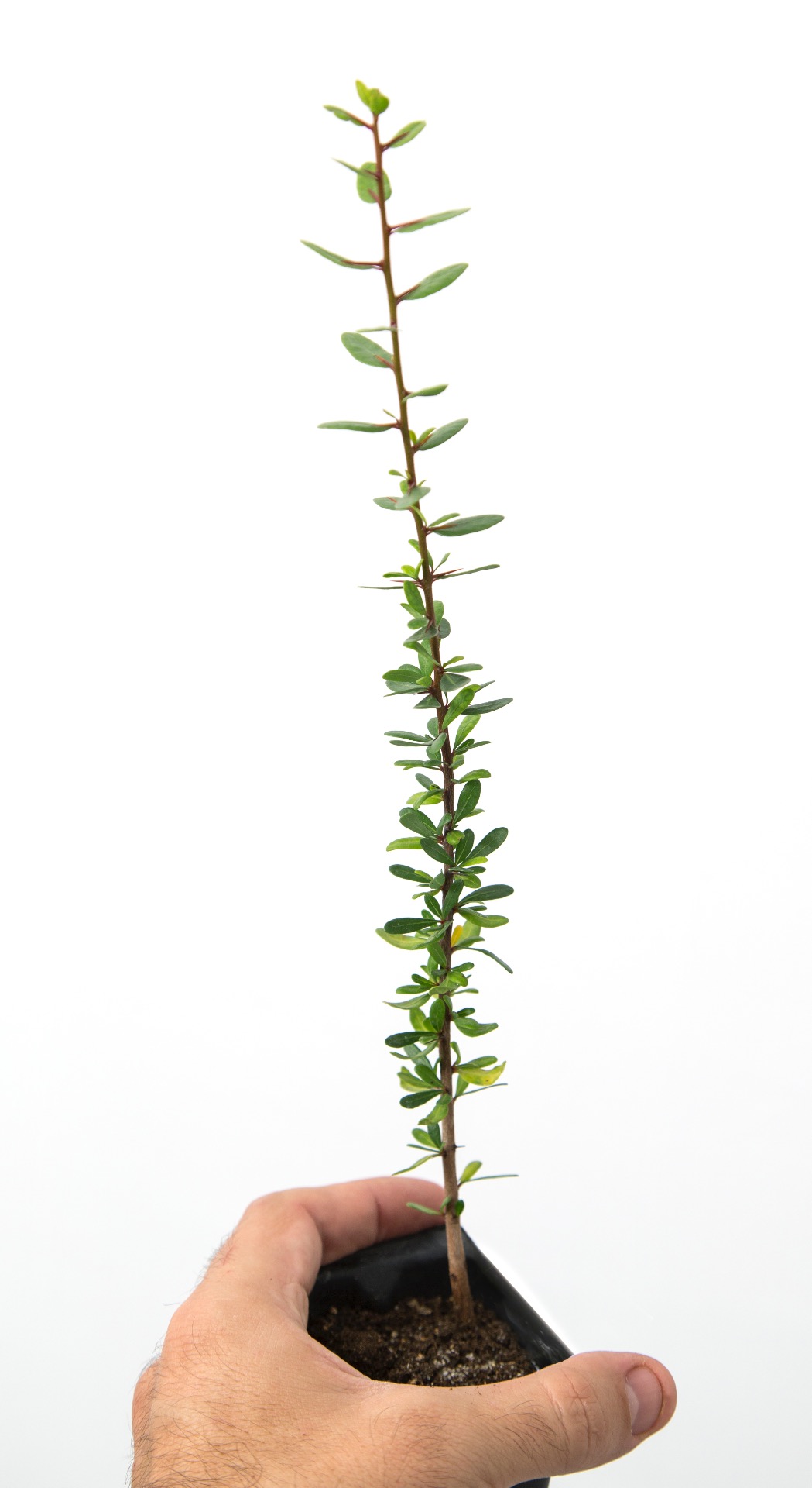ARGAN TREES FOR SALE - ARGAN TREE NURSERY - ARGANIA SPINOSA FOR SALE