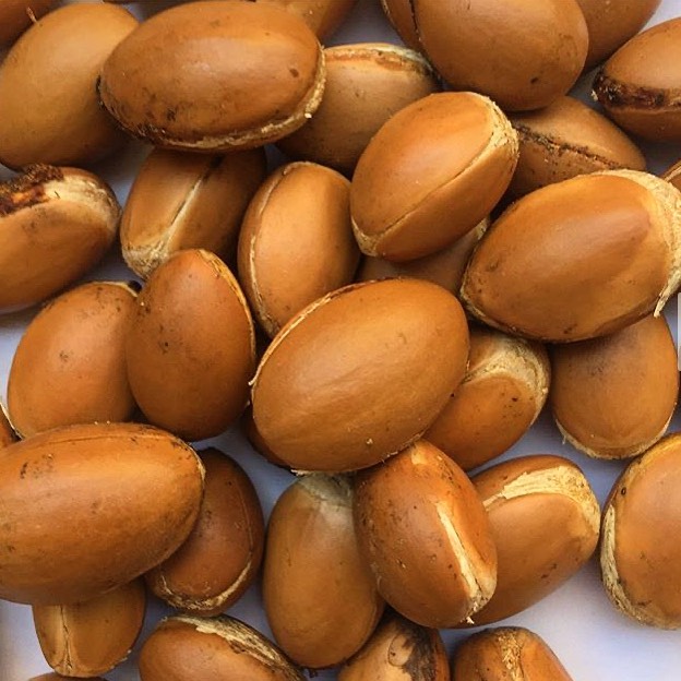 ARGAN TREES FOR SALE - ARGAN TREE NURSERY - ARGANIA SPINOSA FOR SALE