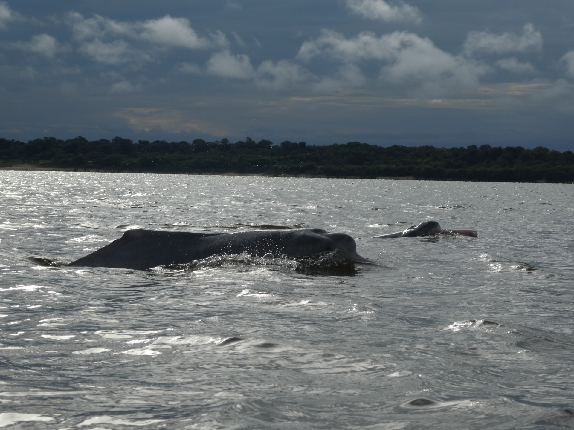 Proyecto Delfines de río :: IBiCo