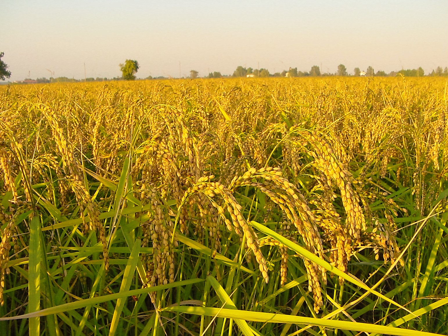 AN ITALIAN STORY :: Risotteria Melotti a New York City