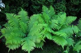 PLANTAS TERRESTRES :: LA BIOLOGÍA, UNA VISIÓN HISTÓRICA