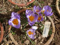 Cibuloviny :: Zahradnictvi-malimanek.cz