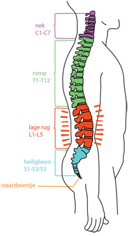 Draagbalken: de wervelkolom :: Stevigheid-en-beweging