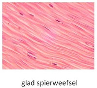 Beweging: soorten spierweefsel :: Stevigheid-en-beweging