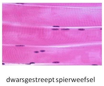 Beweging: soorten spierweefsel :: Stevigheid-en-beweging
