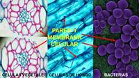 ¿Cómo Ver Sangre al microscopio? :: biologiaaplicada