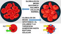 ¿Cómo Ver Sangre al microscopio? :: biologiaaplicada