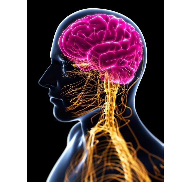 Autonominen hermosto ja osteopatia :: OsteopatiaAlku