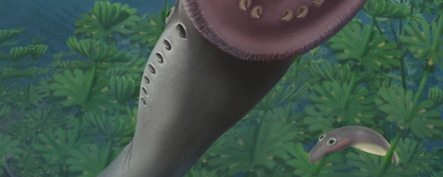 Fossil Lampreys & Vertebrate Origins :: Evolutionary Morphology