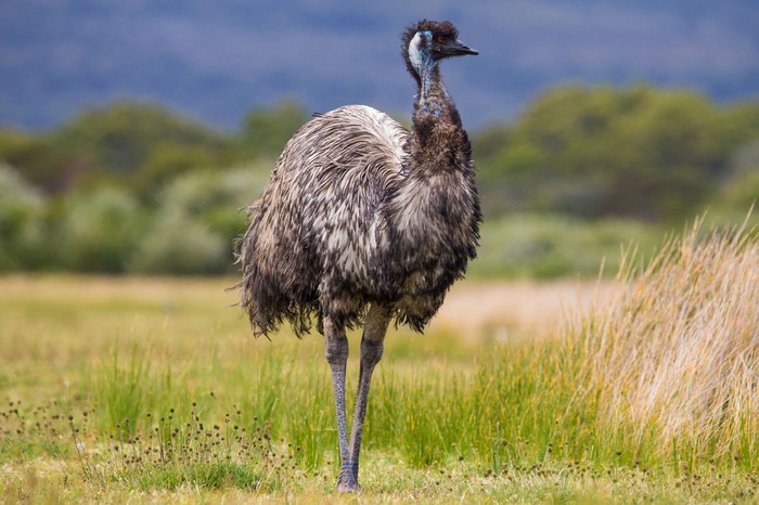 The Great Emu War :: The Human Exception