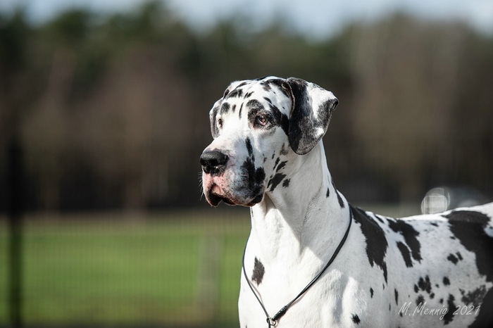 Fayen :: Vancoolblue9