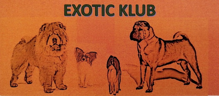 Standard Papillon :: Exoticklub-eu